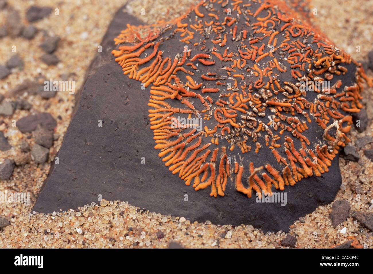 Red lichen (Caloplaca elegantissima) on the surface of a stone ...