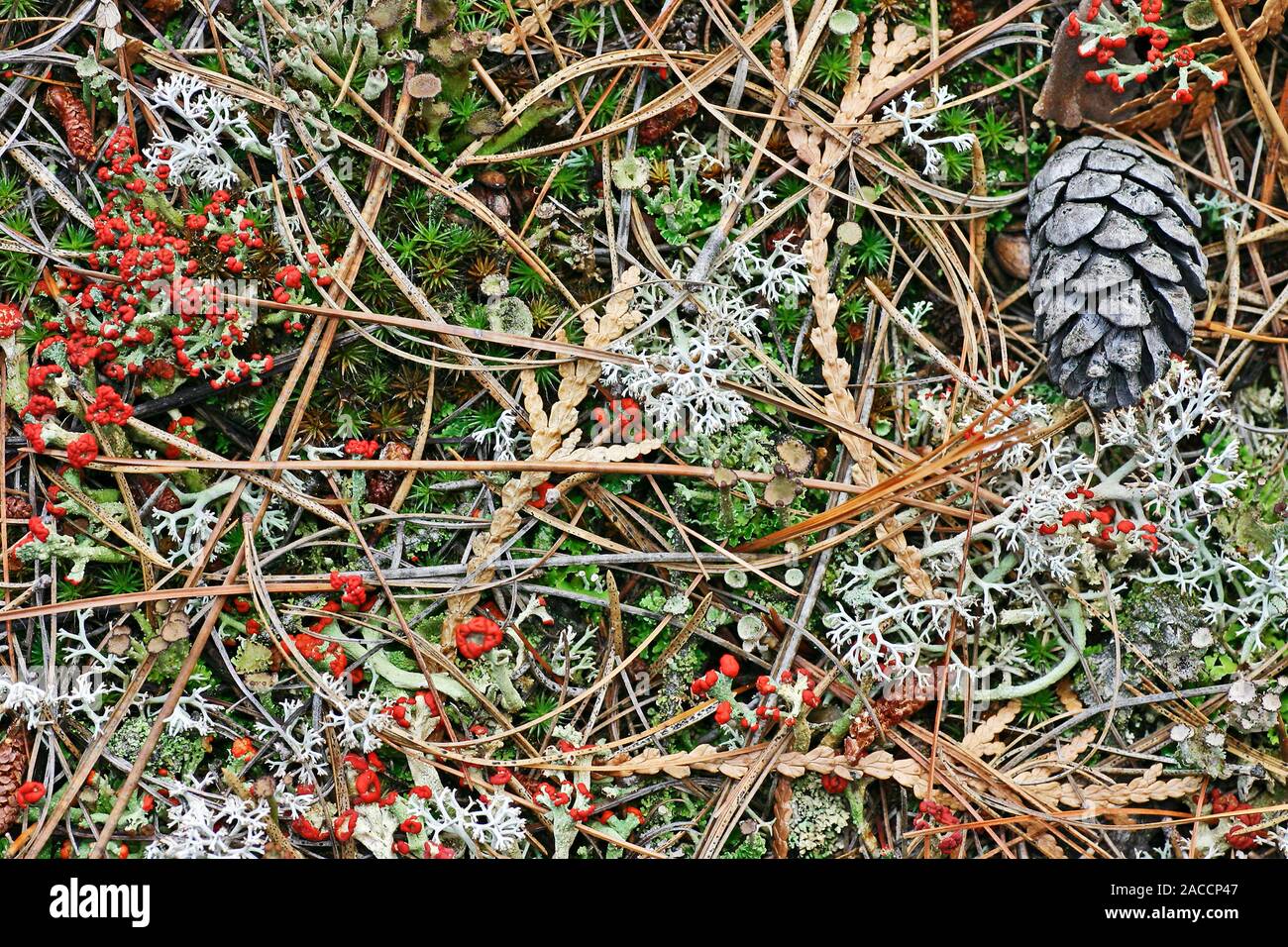 Lichen colonies on a forest floor. The dominant species are British ...