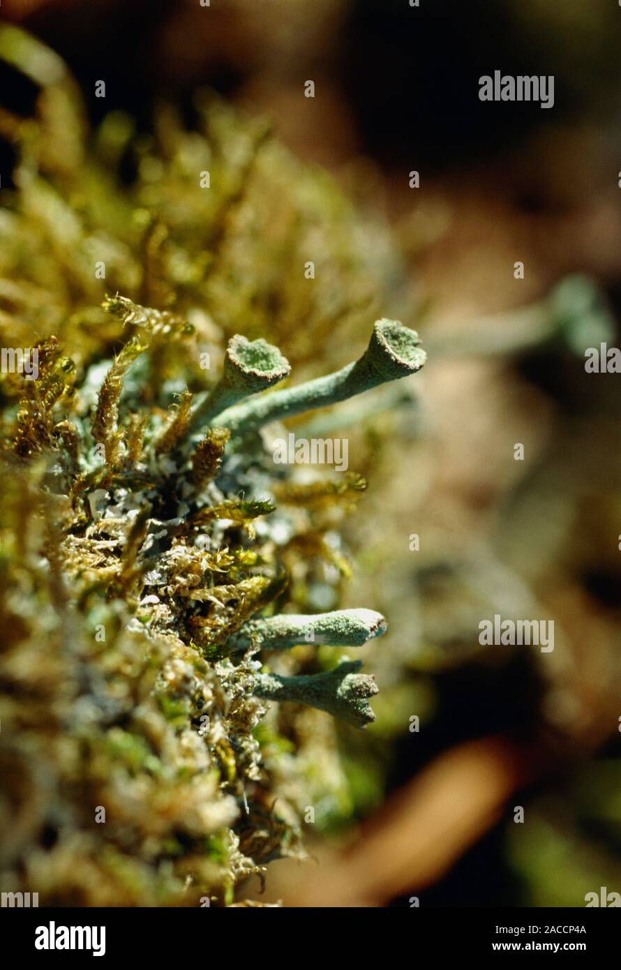 Cup lichen (Cladonia sp.). The cup-like stalked structures are fruiting ...