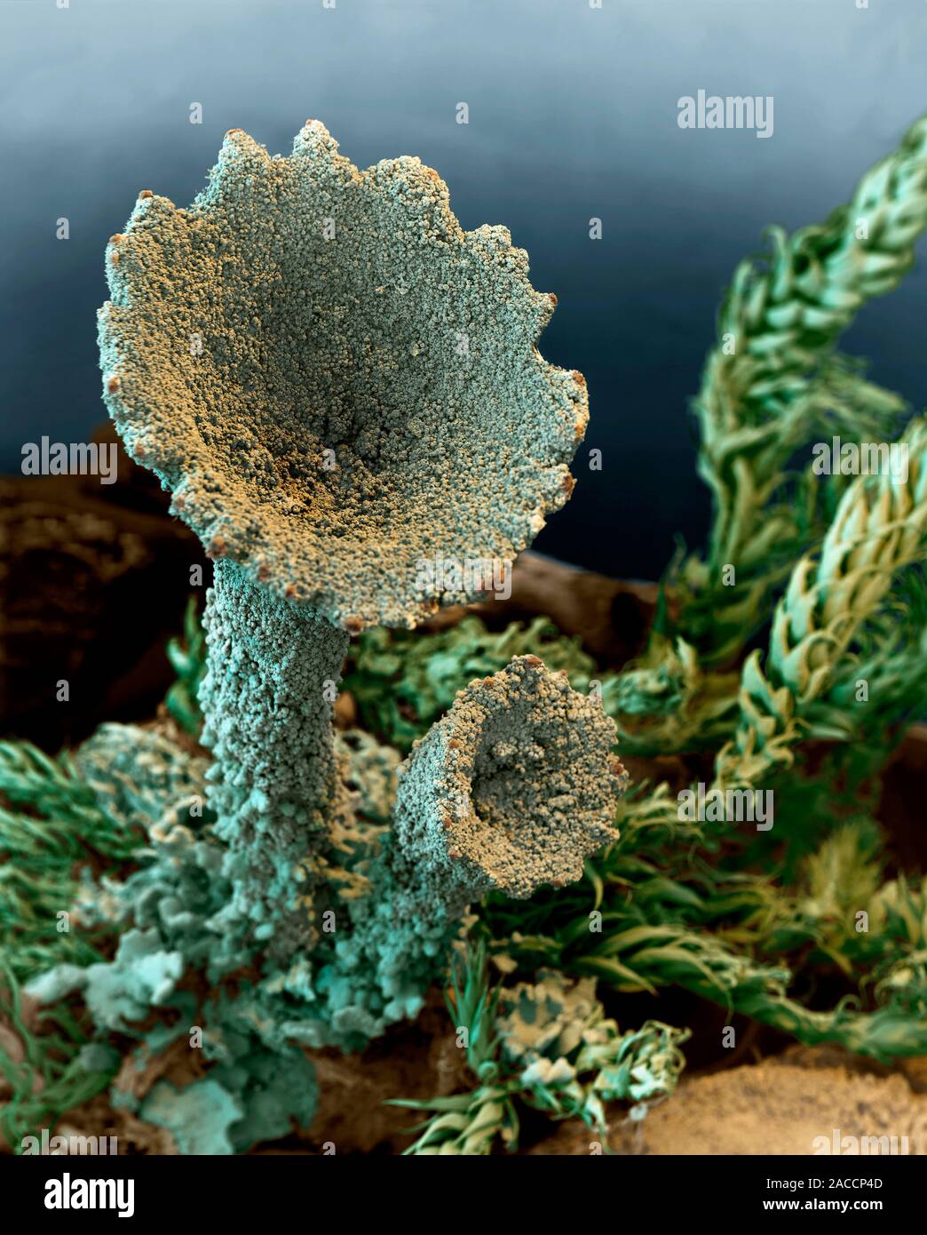 Cup lichen. Coloured scanning electron micrograph (SEM) of Cladonia ...