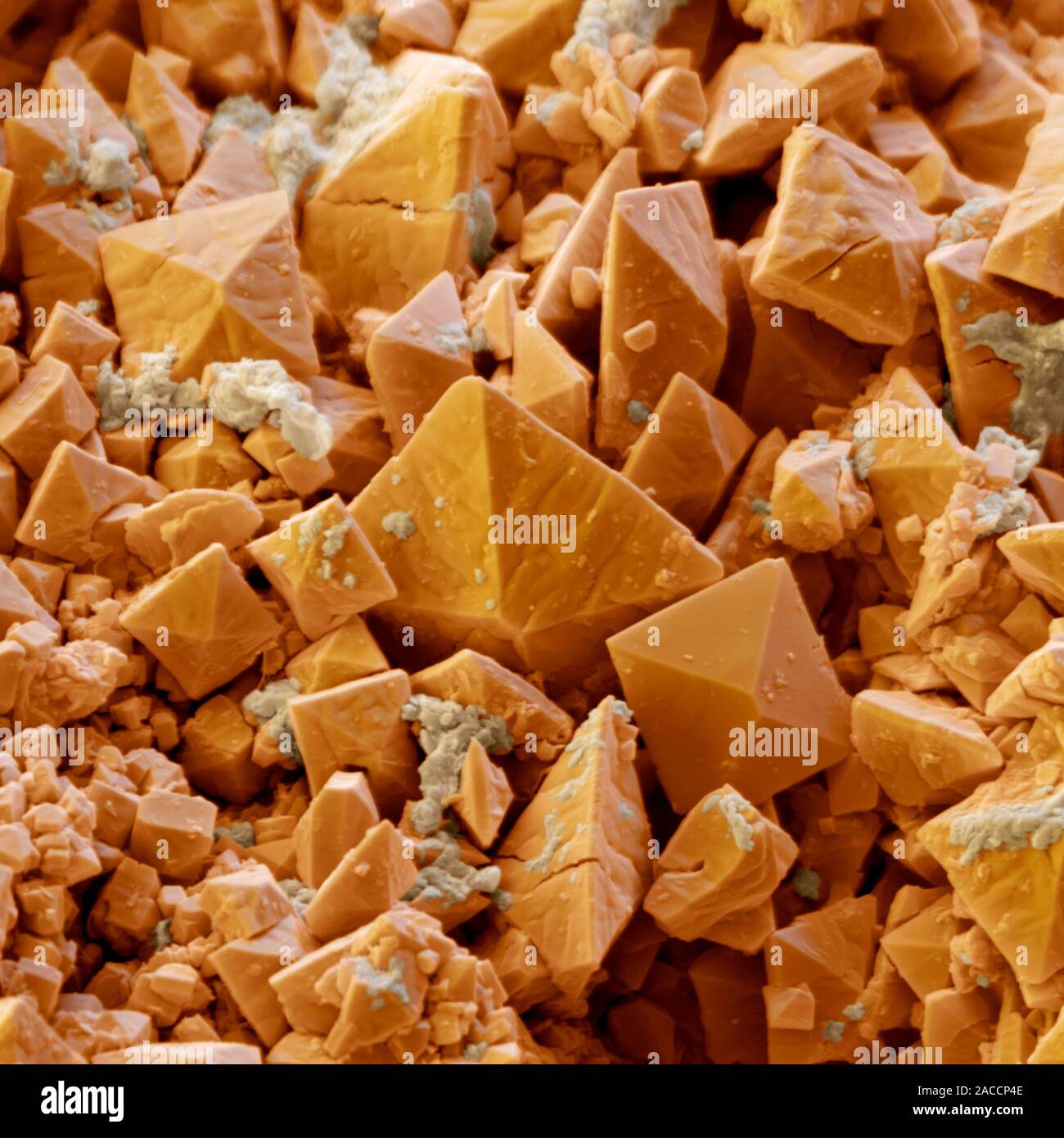 Lichen. Coloured scanning electron micrograph (SEM) of Caloplaca ...