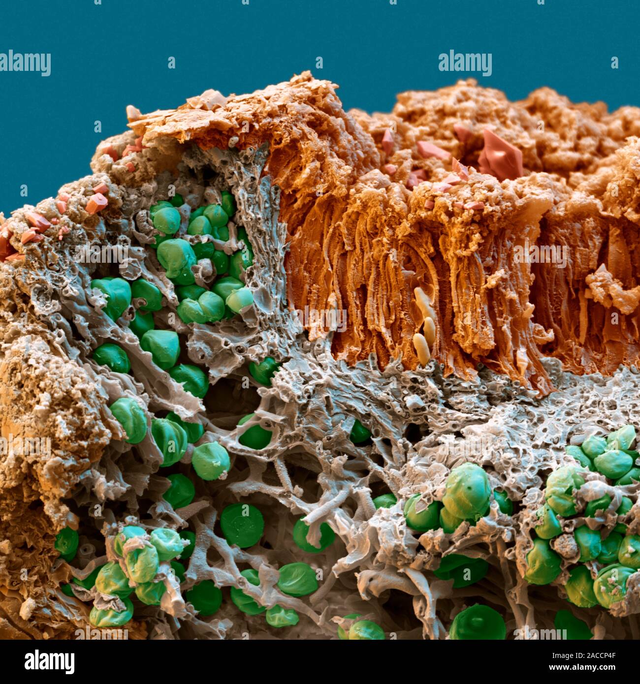 Lichen. Coloured scanning electron micrograph (SEM) of a section ...