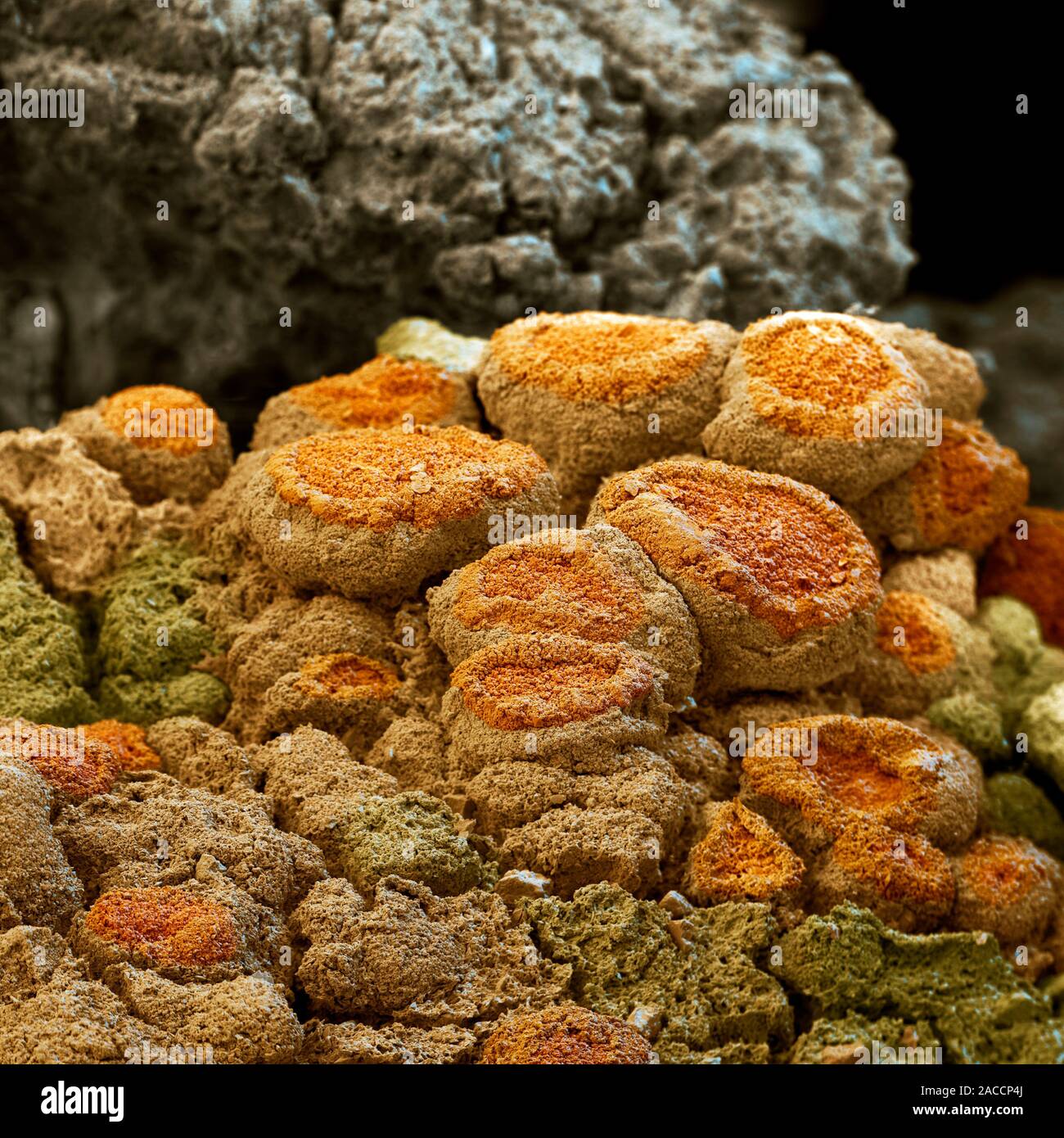 Lichen. Coloured scanning electron micrograph (SEM) of lichen ...