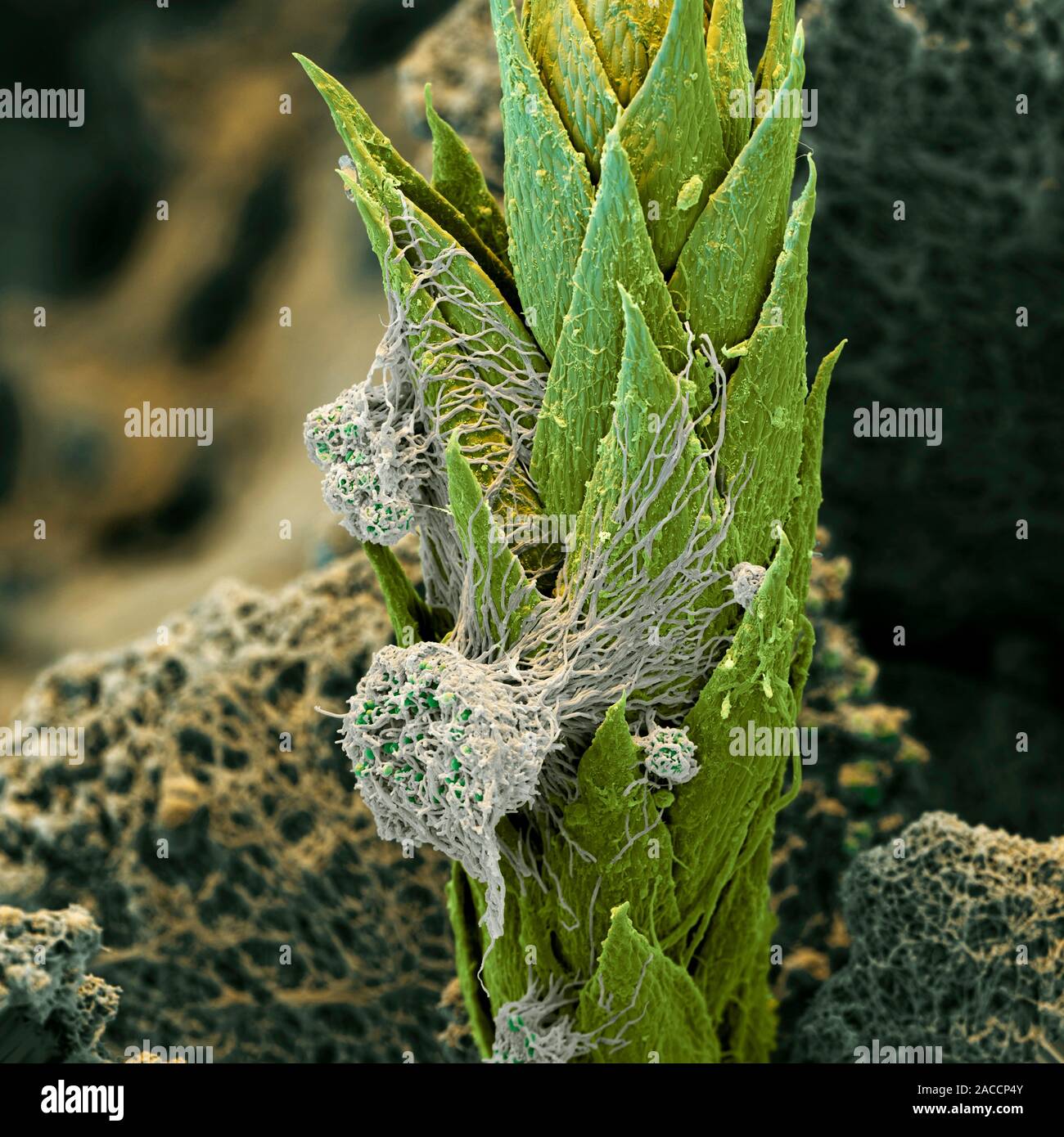Lichen. Coloured scanning electron micrograph (SEM) of lichen (Cladonia ...