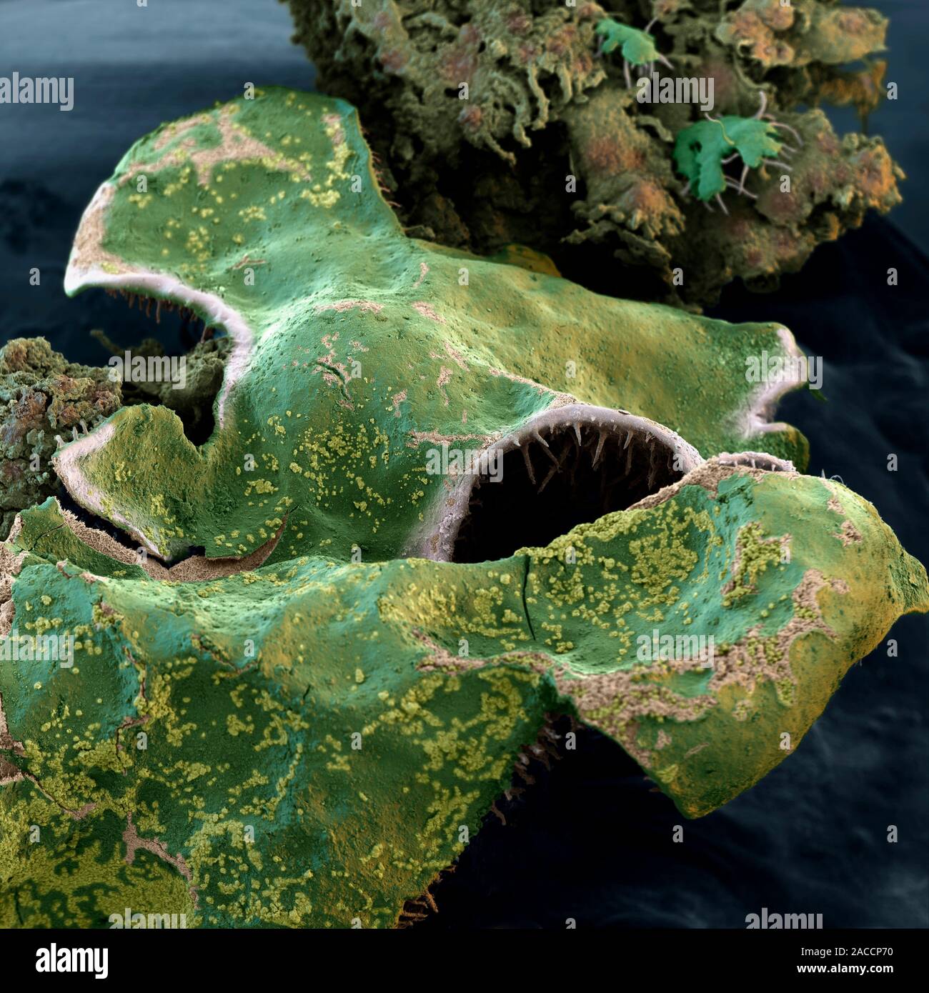 Hammered shield lichen (Parmelia sulcata), coloured scanning electron ...