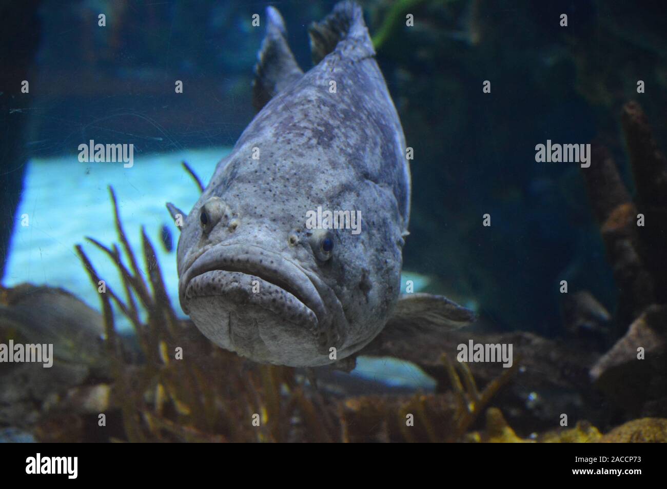 Gray tank hi-res stock photography and images - Alamy