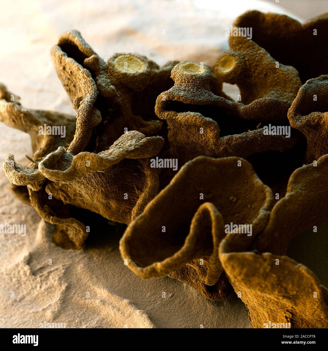 Jelly lichen (Collema fuscovirens), coloured scanning electron ...