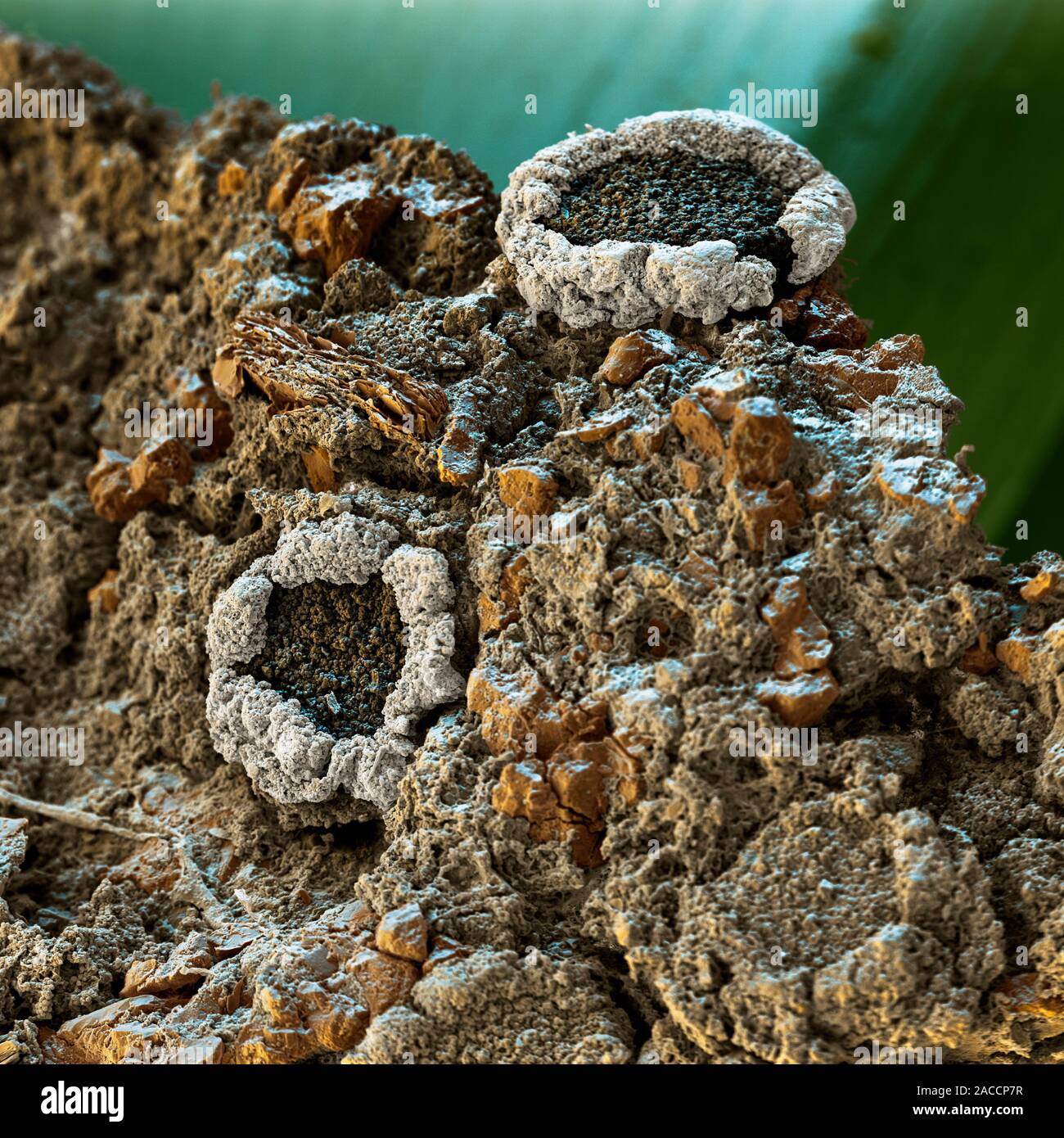Lichen (Lecanora crenulata), coloured scanning electron micrograph (SEM ...