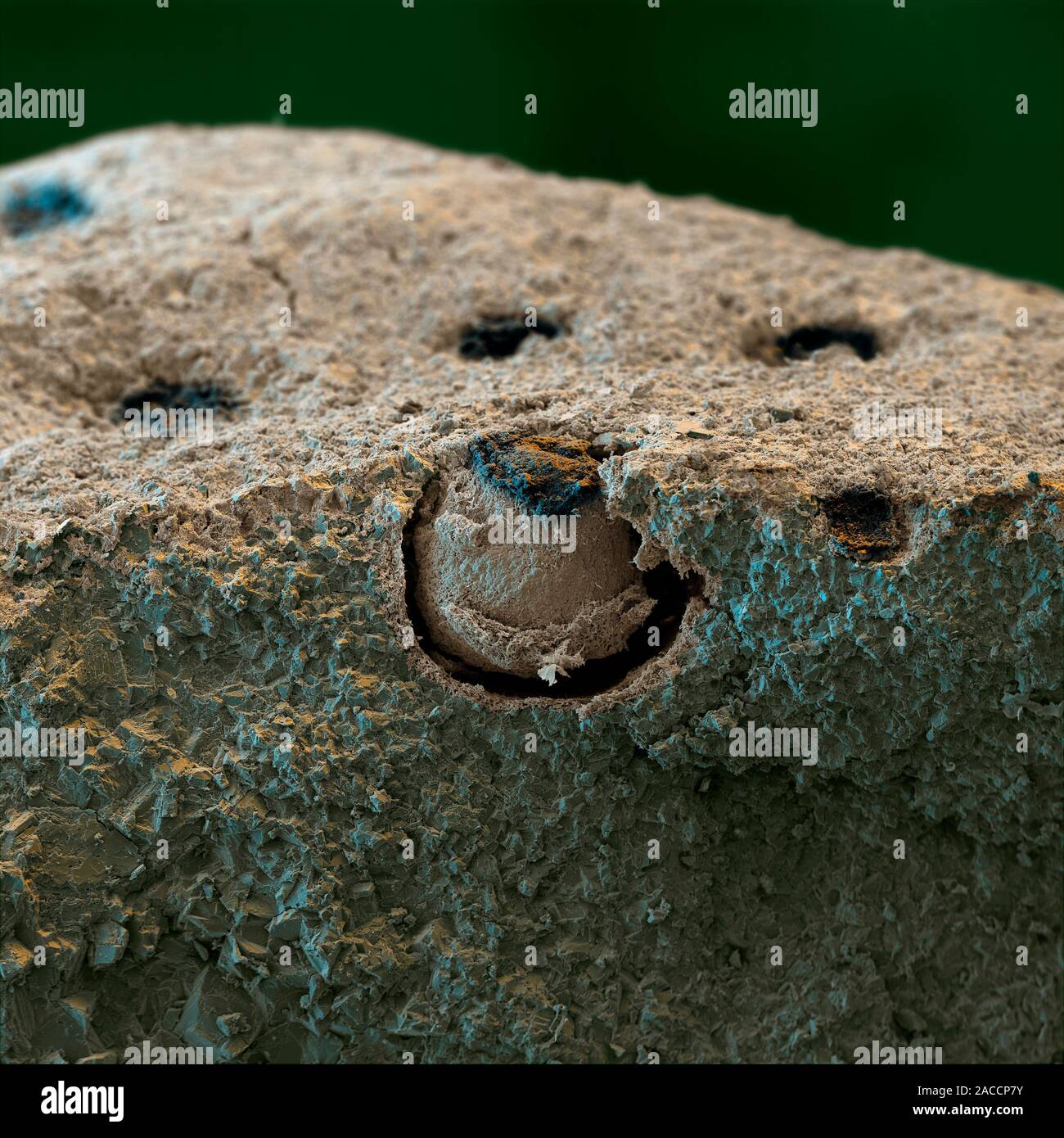 Tar lichen (Verrucaria sp.), coloured scanning electron micrograph (SEM ...