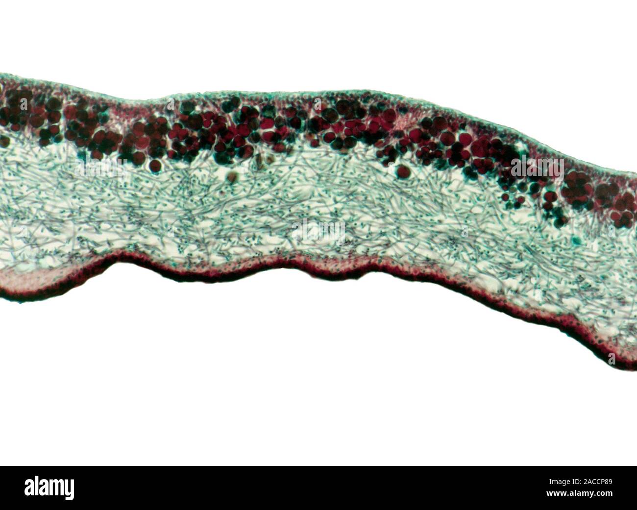 Lichen. Light micrograph of a section through tissue of a lichen ...
