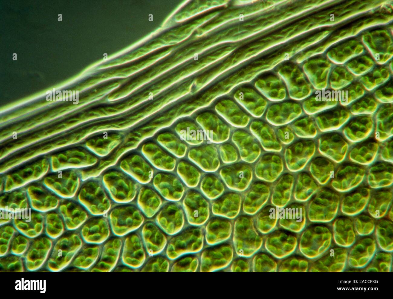 Light micrograph (Oblique Spectral Rheinberg contrast) of leaf cells ...