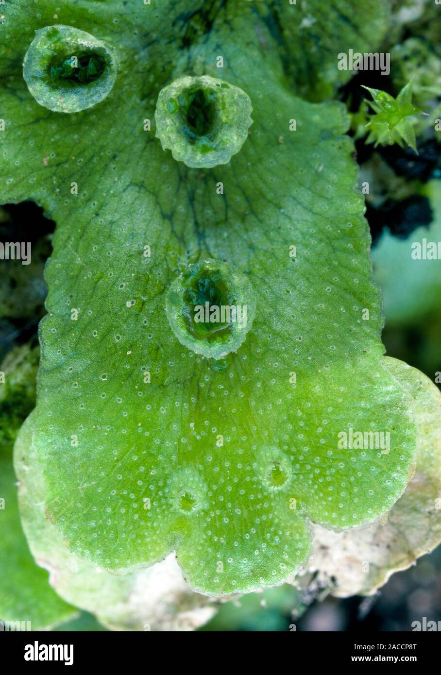 The liverwort Marchantia polymorpha. This species bears cup-shaped ...
