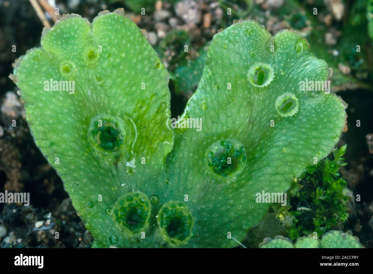 The liverwort Marchantia polymorpha. This species bears cup-shaped ...