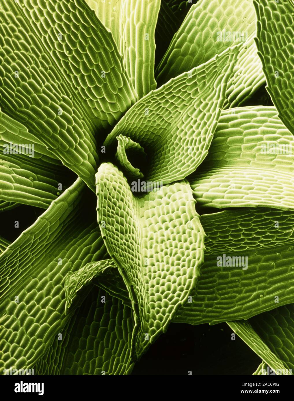 False-colour scanning electron micrograph of a vegetative shoot of the ...