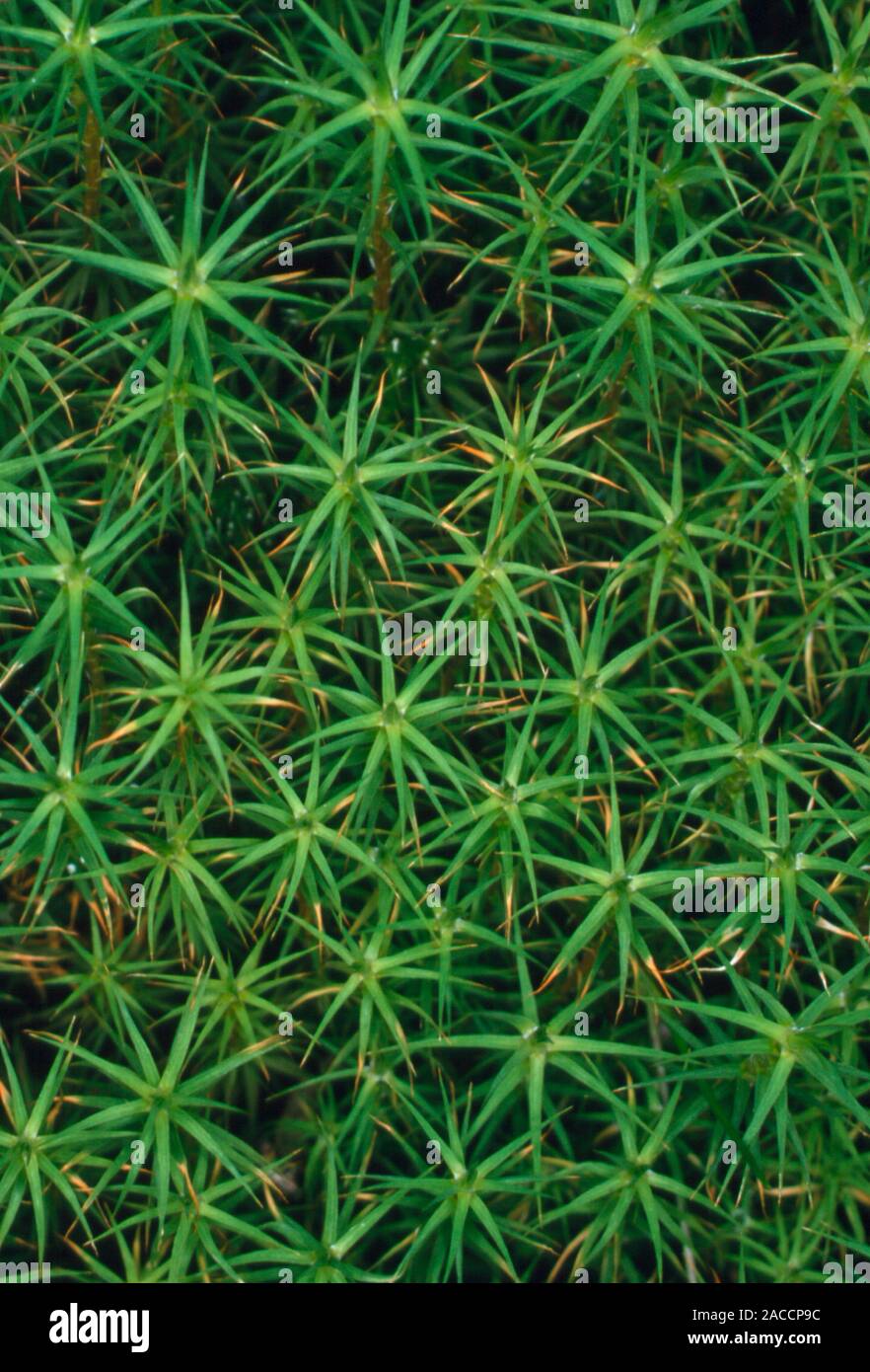 Polytrichum commune. A rich tuft of bright green Polytrichum commune moss seen from directly ...