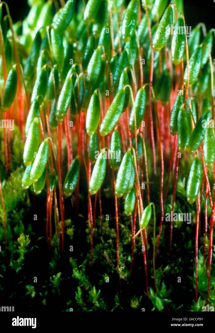 Moss spore capsules. Macrophotograph of spore capsules of the moss ...