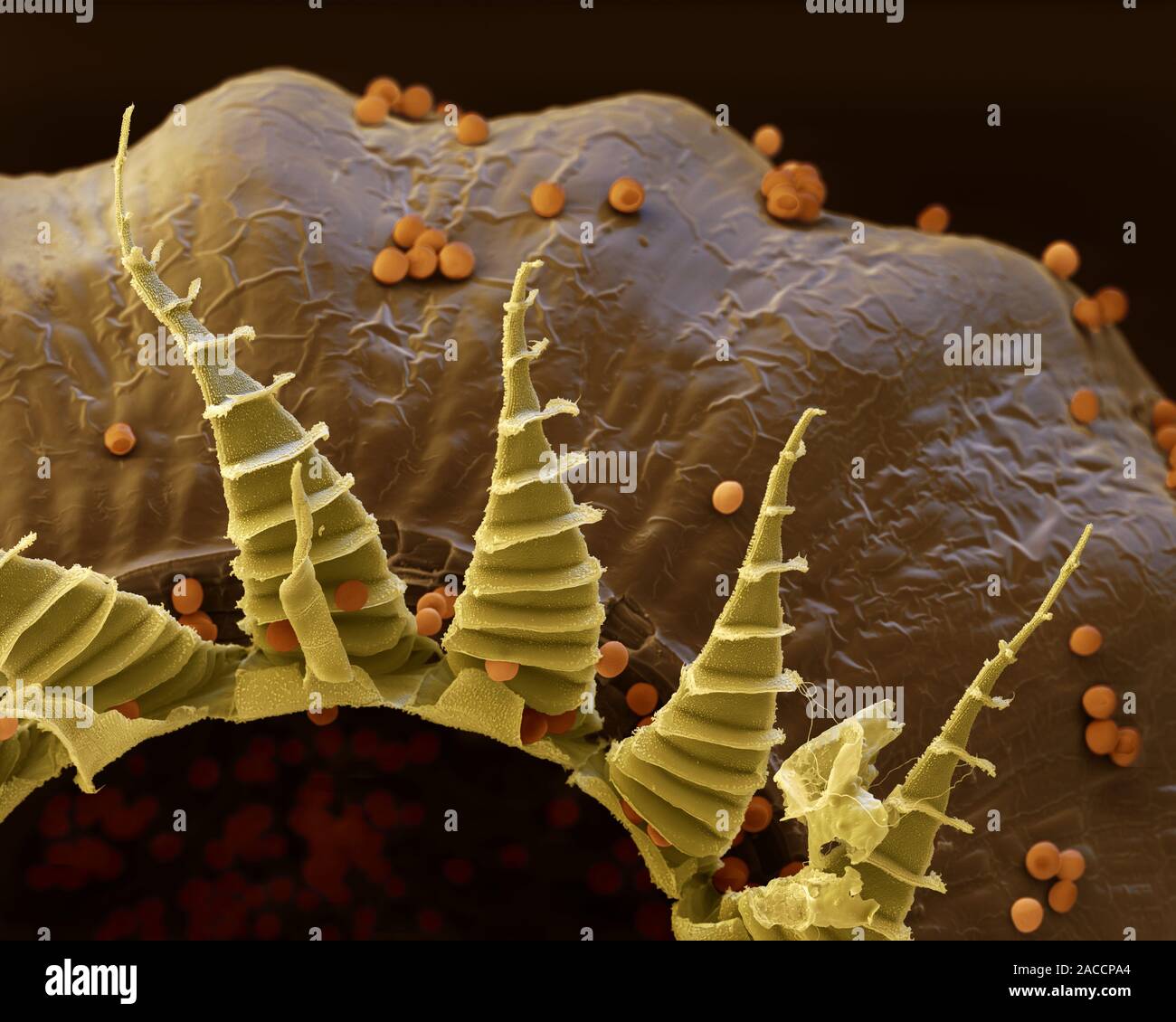 Moss spore capsule. Coloured scanning electron micrograph (SEM) of part ...