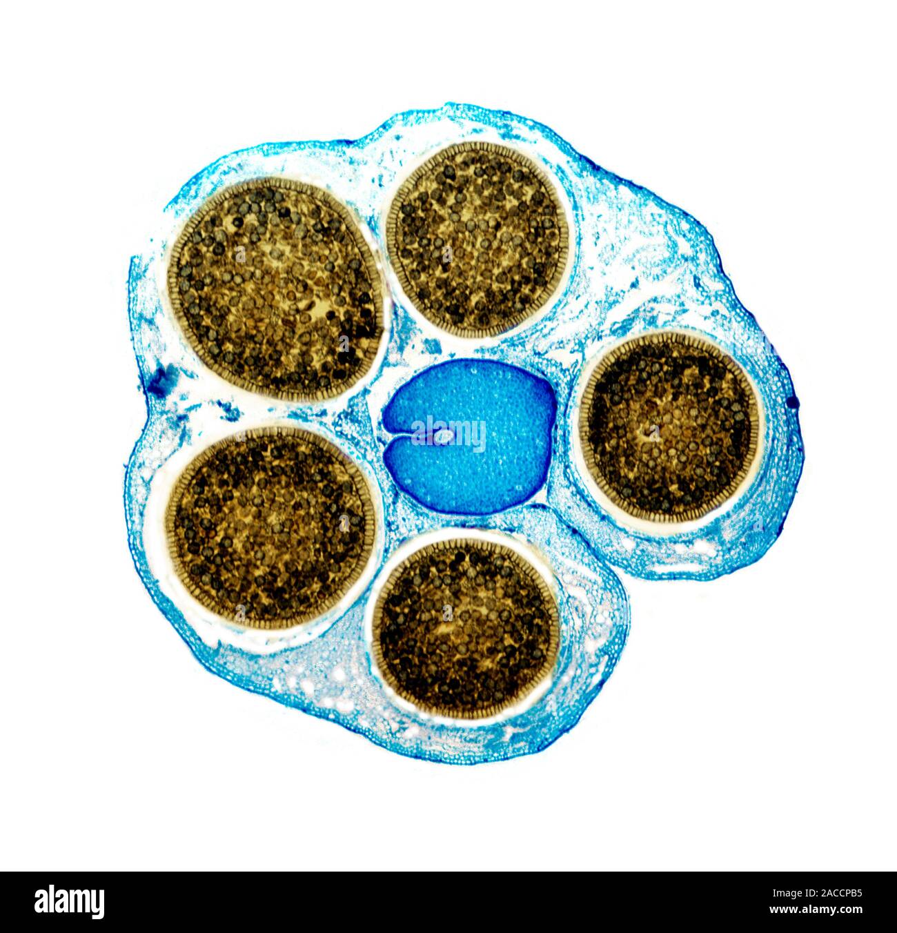 Liverwort spore cases. Light micrograph of a cross-section through five ...