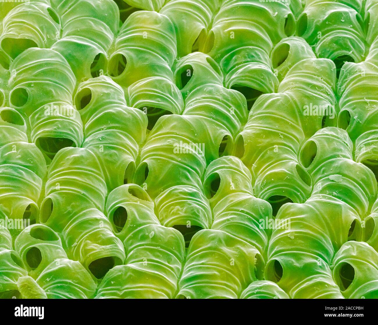 Bog moss. Coloured scanning electron micrograph (SEM) of bog moss ...