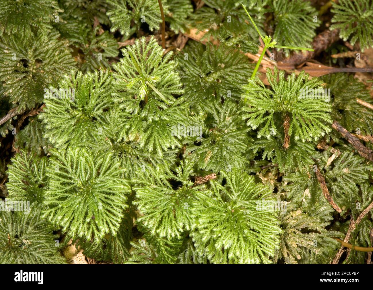 Umbrella moss (Hypnodendron kerrii) in ancient forest. Photograped at ...