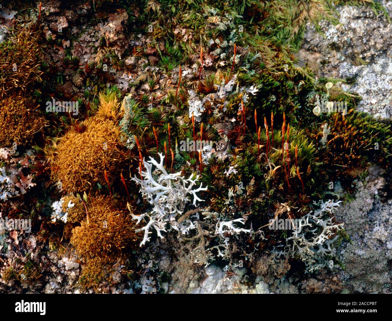 Moss and lichens. Plants growing on a stone wall, including moss with ...