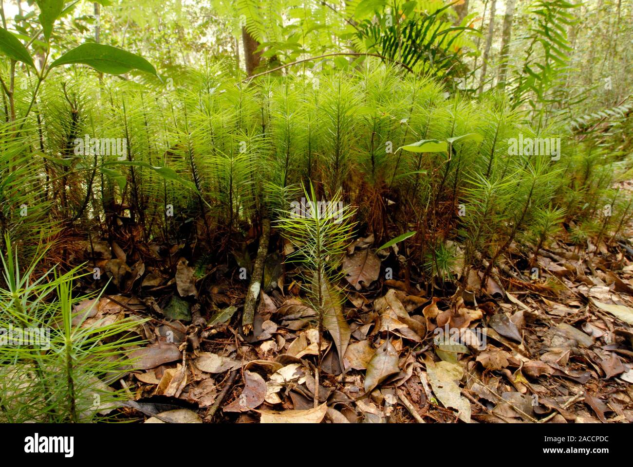 Dawsonia longifolia moss in a tropical forest. This species is the ...