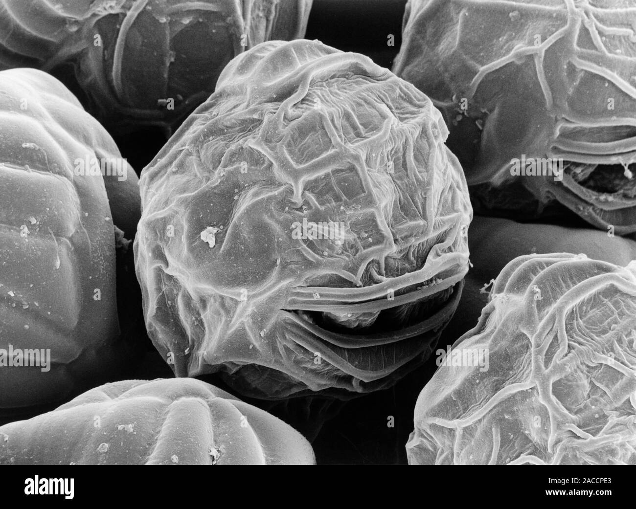Scanning electron micrograph of sporangia of the common polypody fern ...