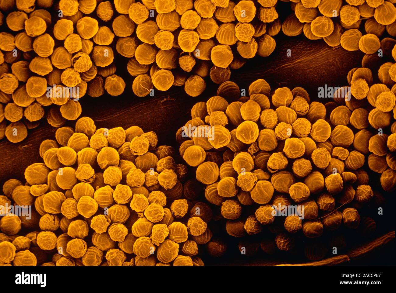 False colour scanning electron micrograph of sporangia of the common ...