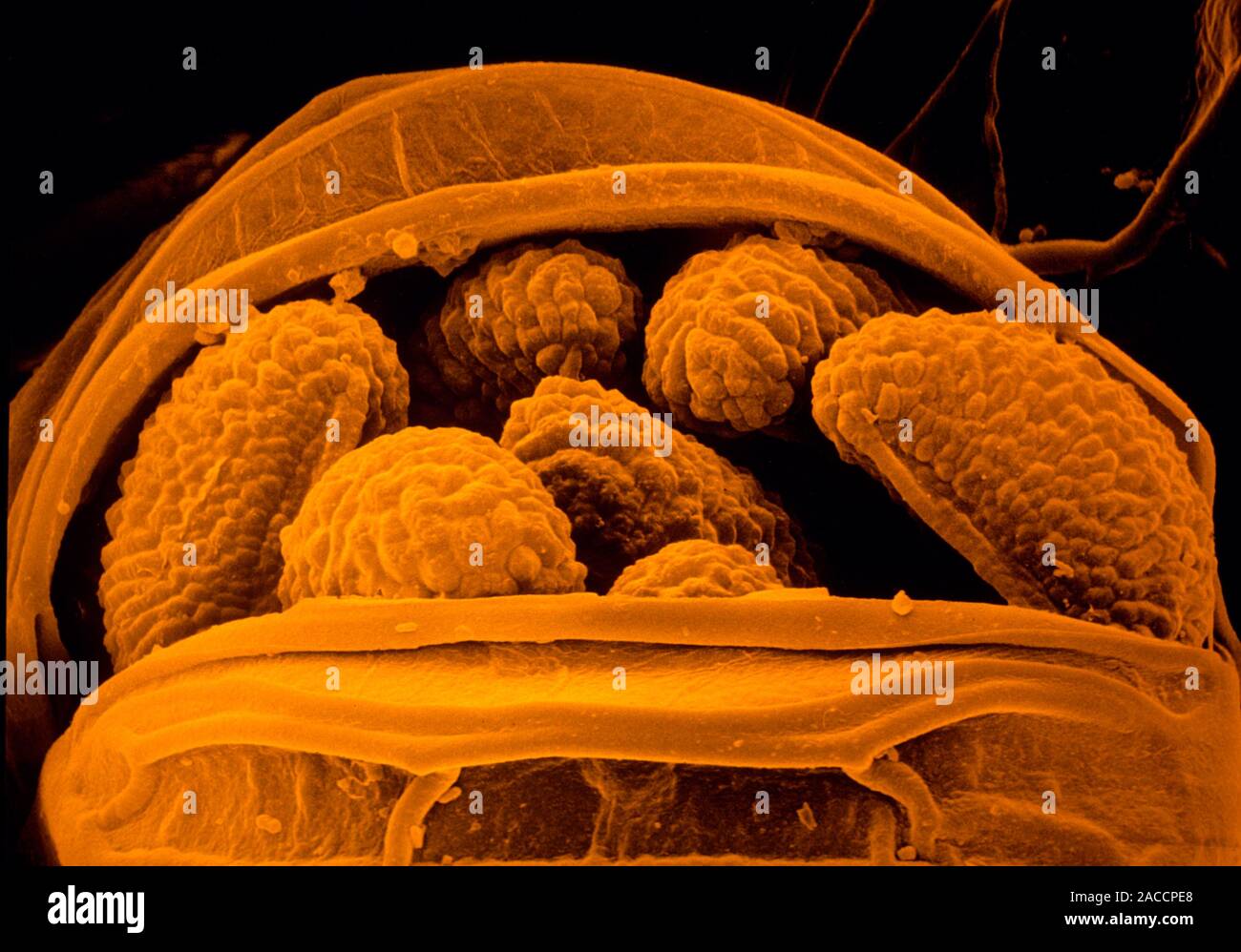 False colour scanning electron micrograph of a sporangium of the common ...