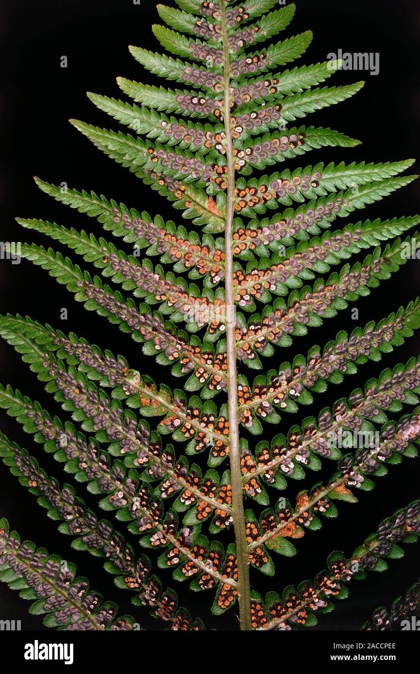 View of the underside of a leaf of the male fern", Dryopteris filix-mas ...