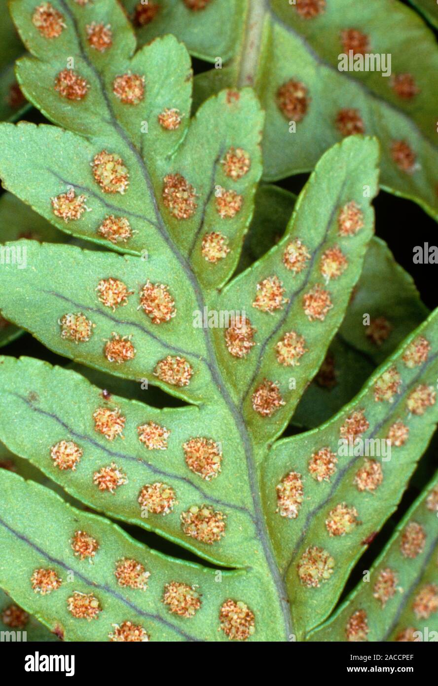 Underside of a fertile polypody fern frond, Polypodium vulgare, showing ...