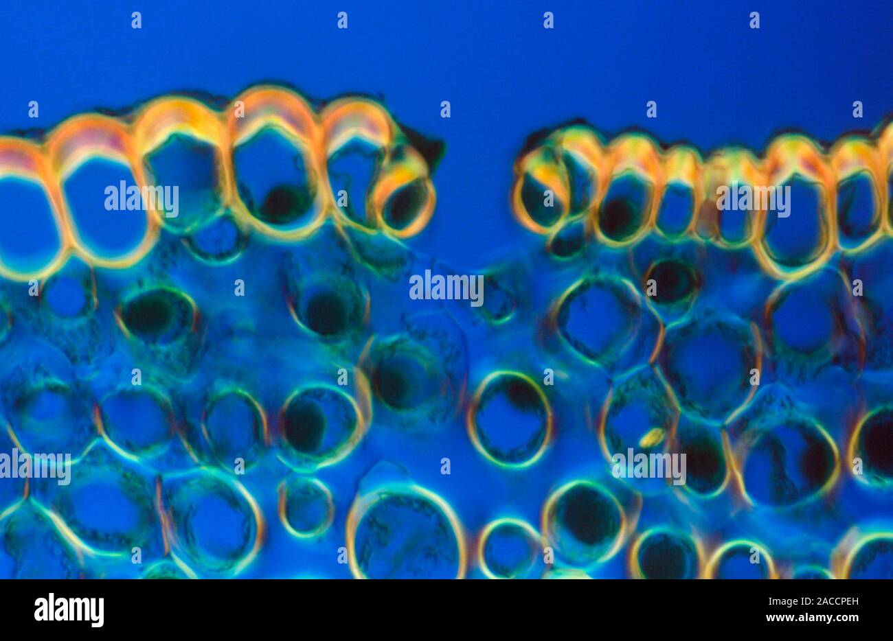 Light micrograph of a section through the stem of the primitive ...