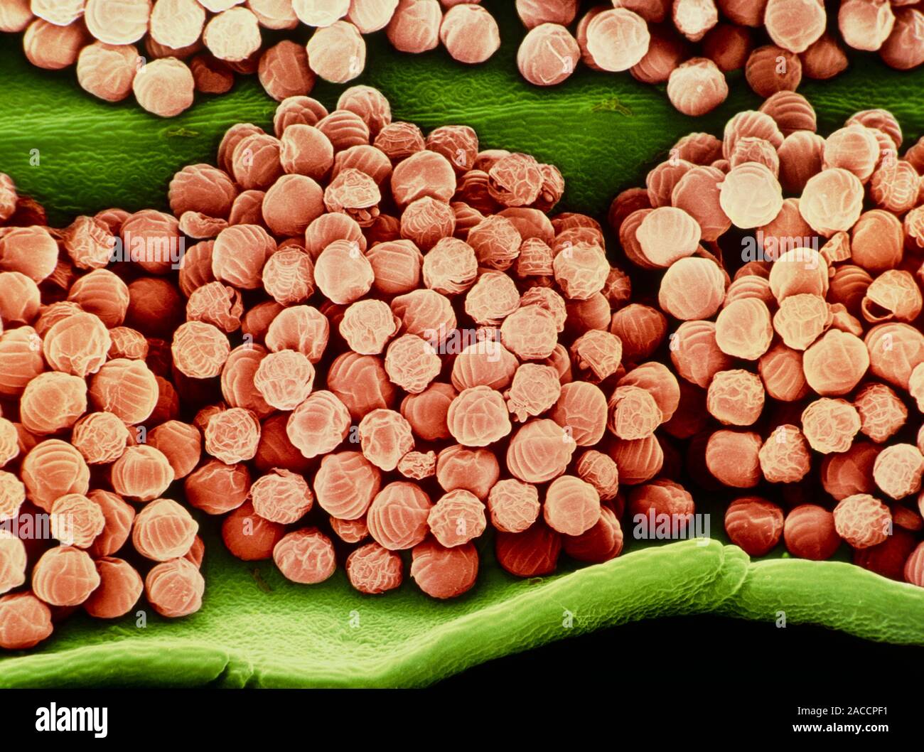 False-colour scanning electron micrograph of sporangia of the common ...