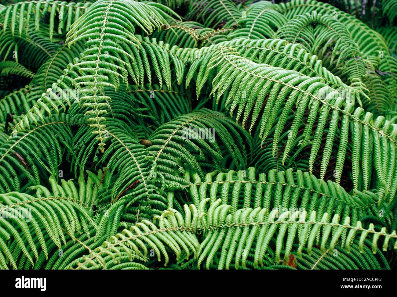 Ferns Plant Spores