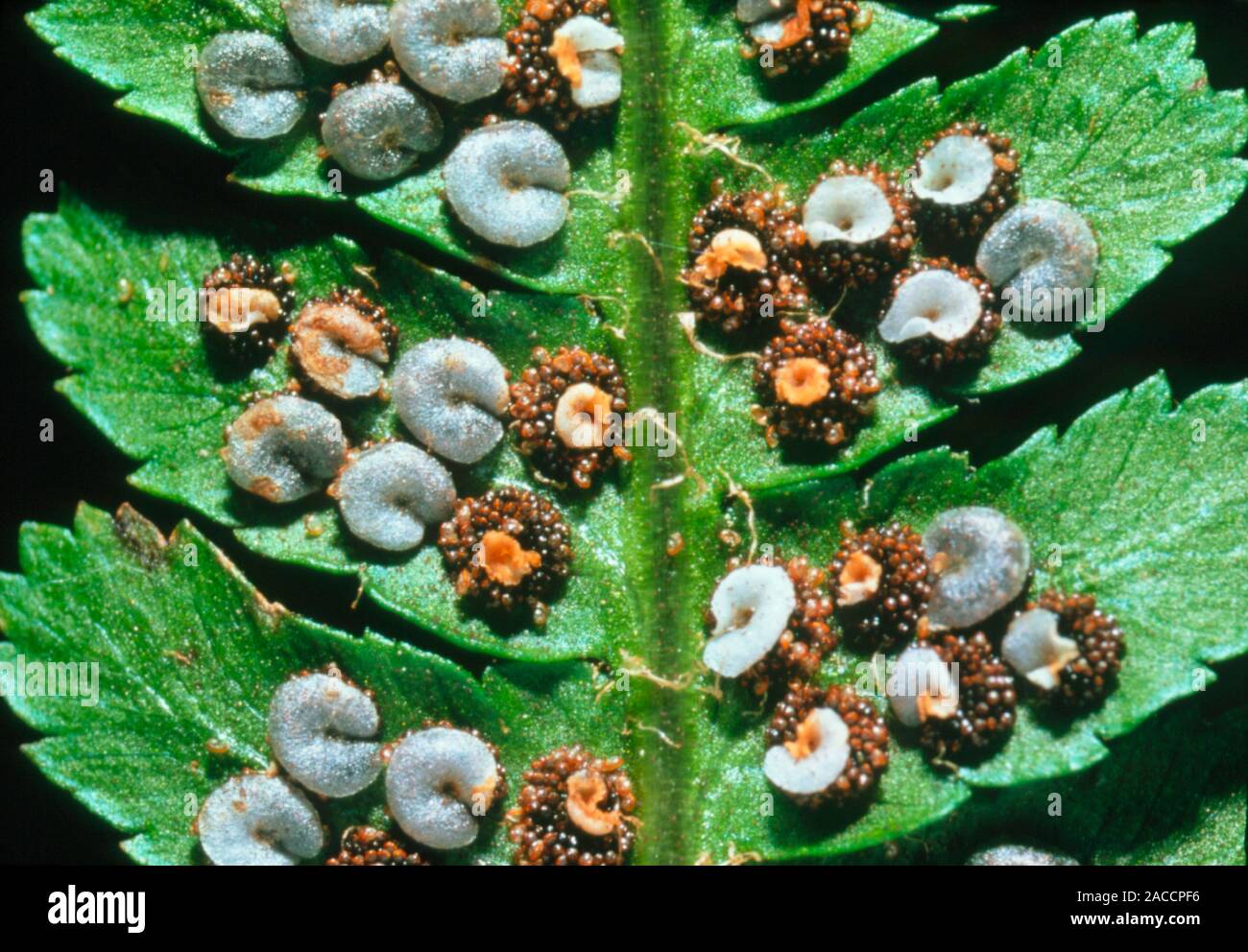 Sori on fern leaf. Macrophotograph of sori" spore containing structures ...
