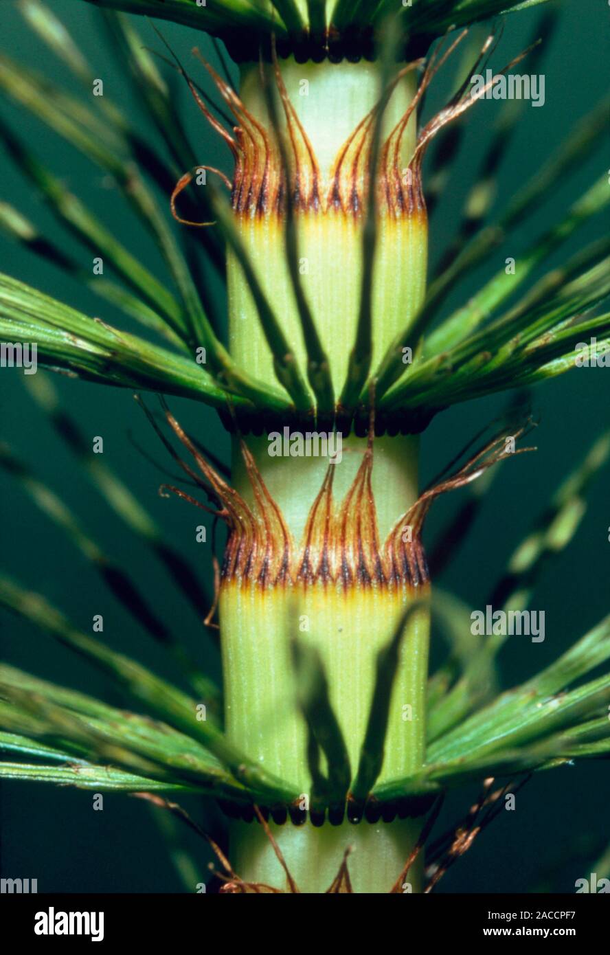 Horsetail. Macrophotograph of a main stem, whorls of green branches ...