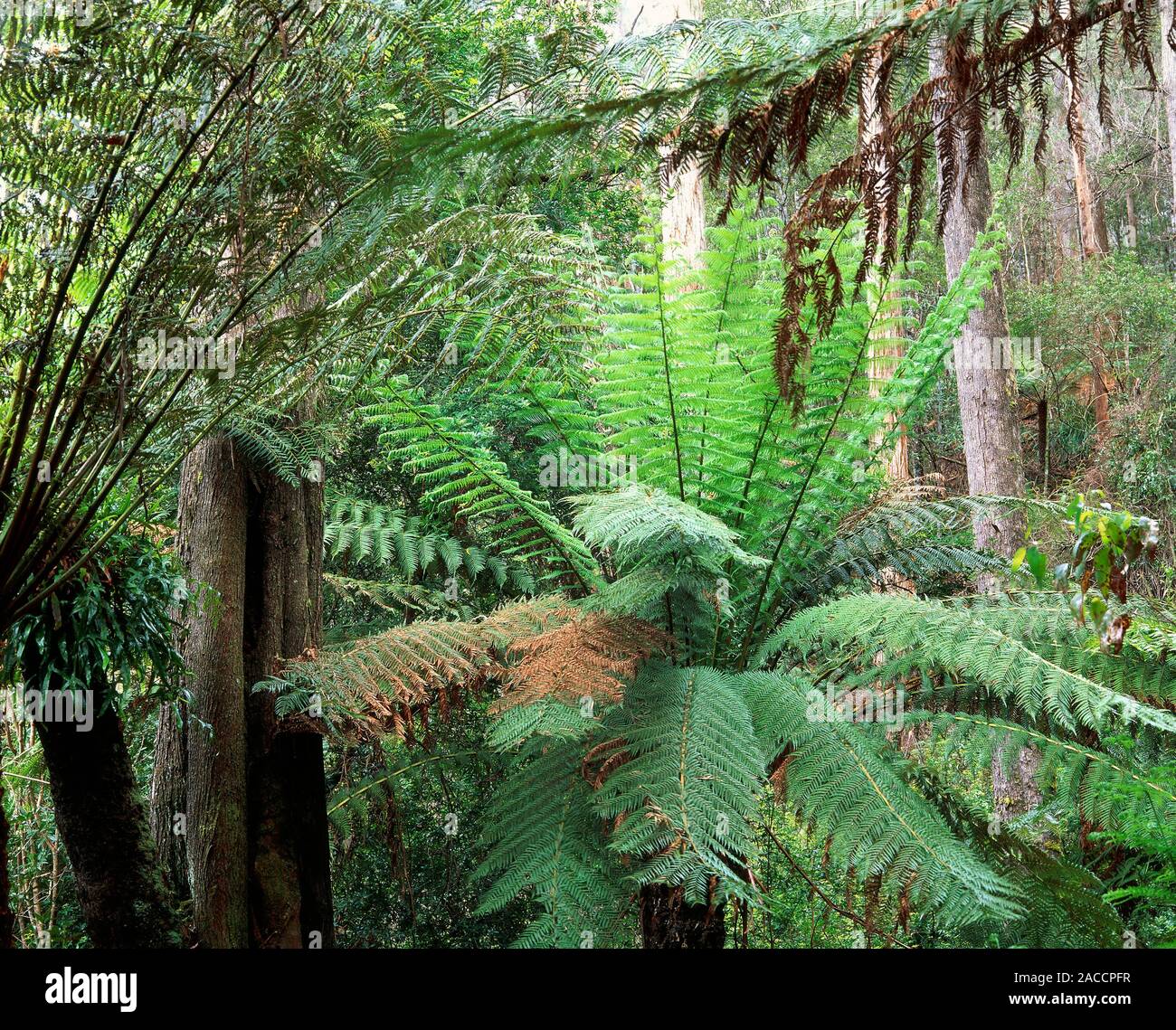 Tree ferns. Understorey of a temperate rainforest showing the growth of ...