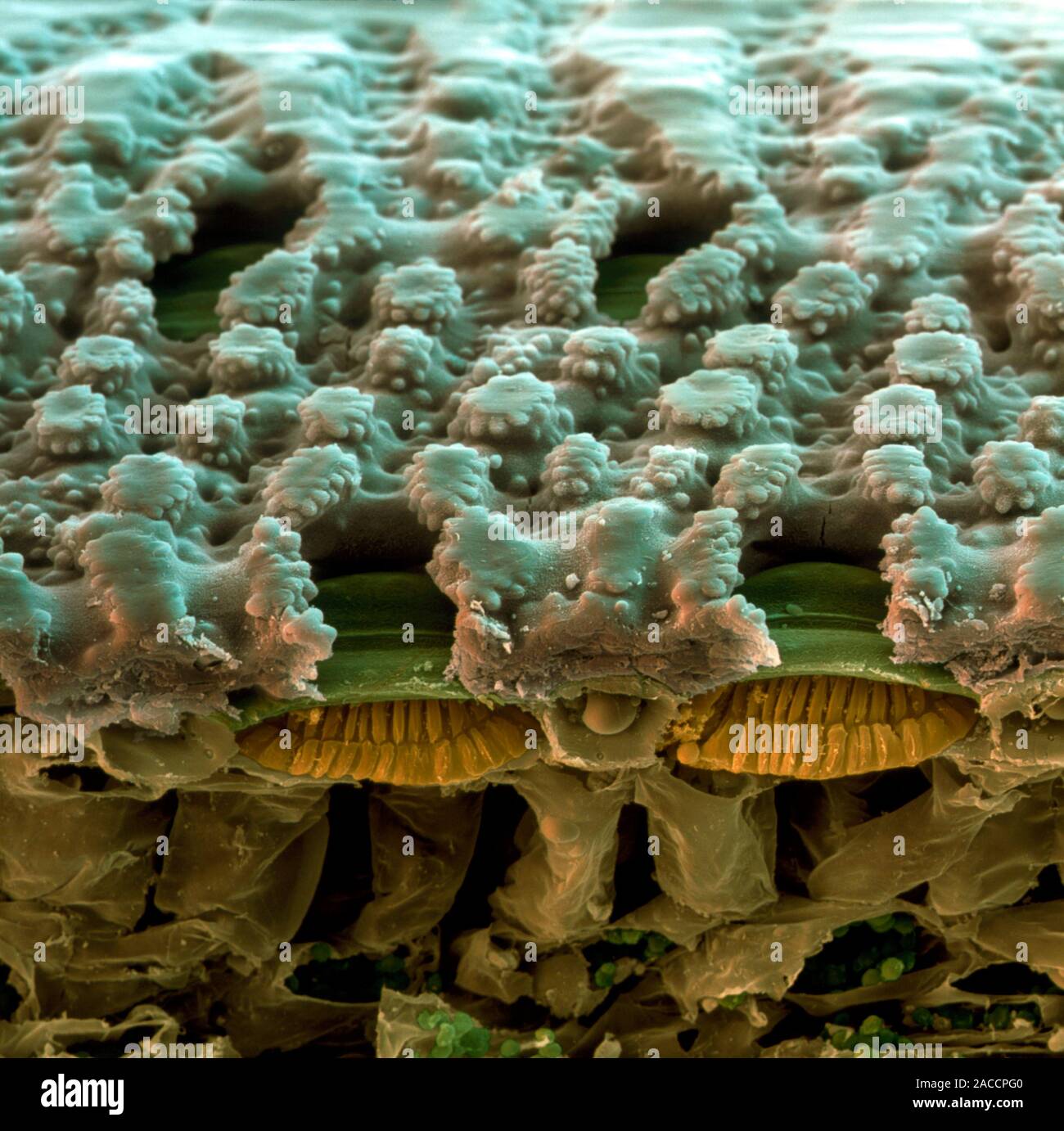 Horsetail stem. Coloured scanning electron micrograph (SEM) of a ...