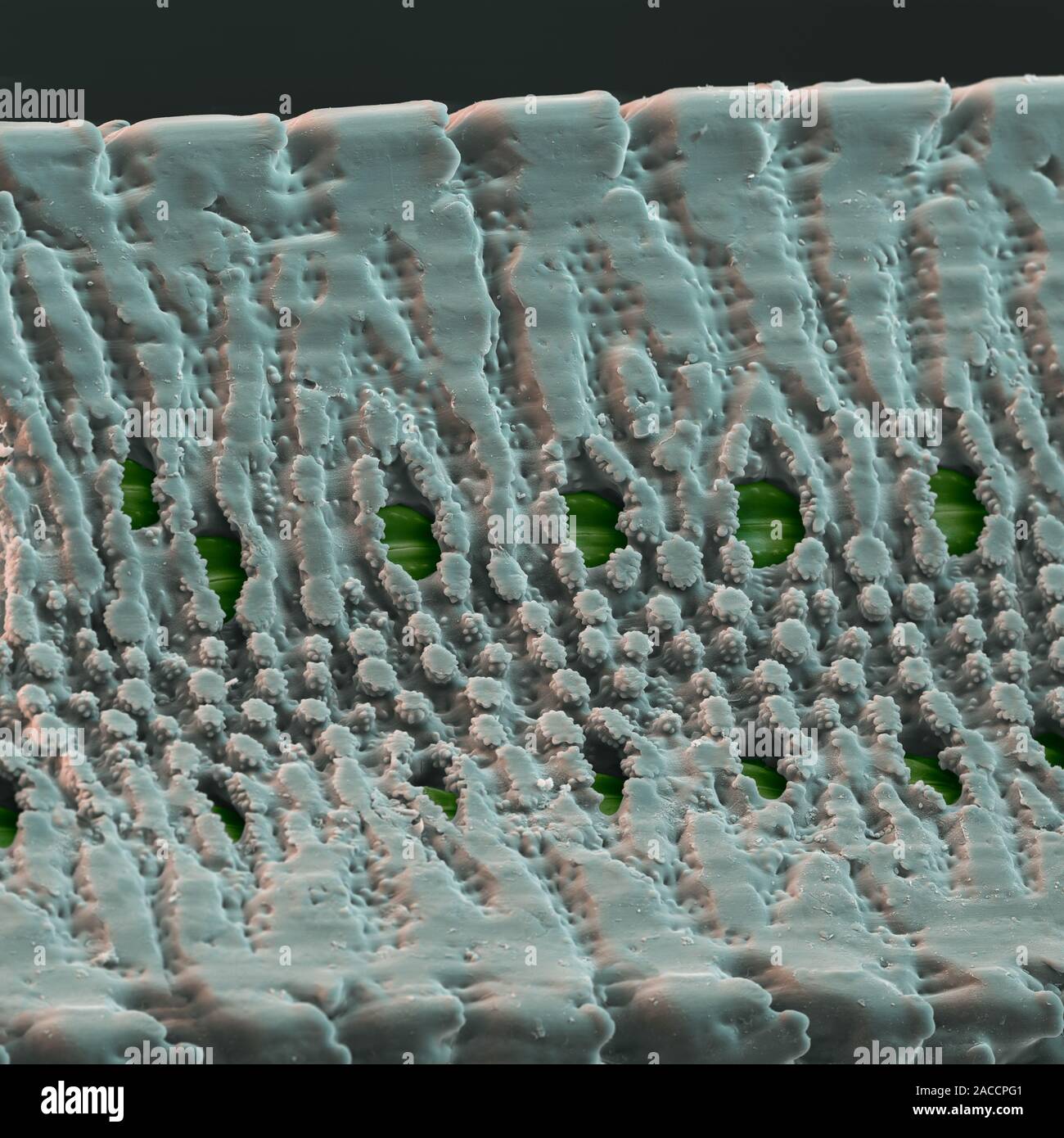 Horsetail stem. Coloured scanning electron micrograph (SEM) of the stem ...