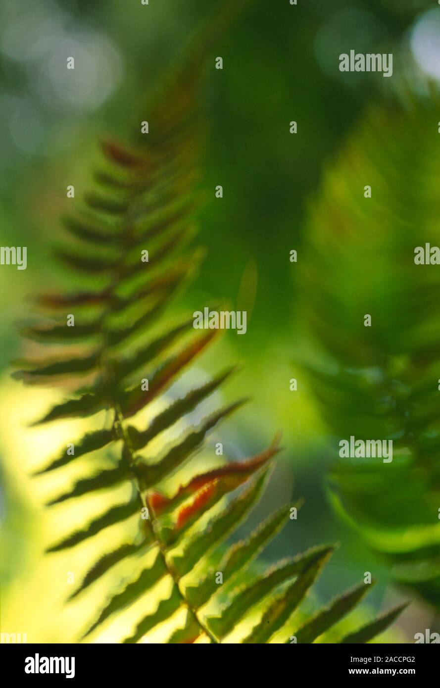 Fern leaves. Ferns are primitive plants which reproduce by means of ...