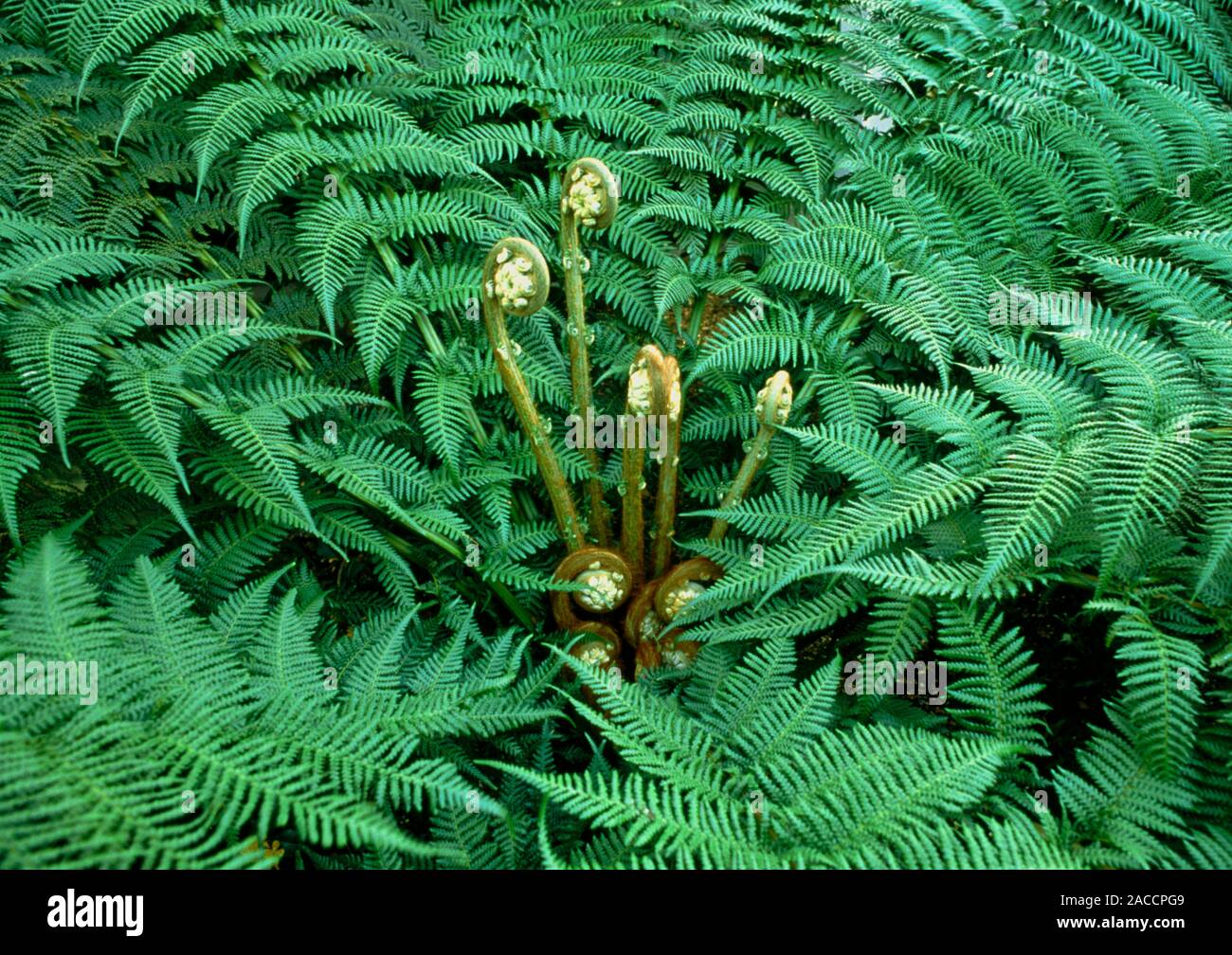 Soft tree fern (Dicksonia antarctica). This ancient species of fern has ...