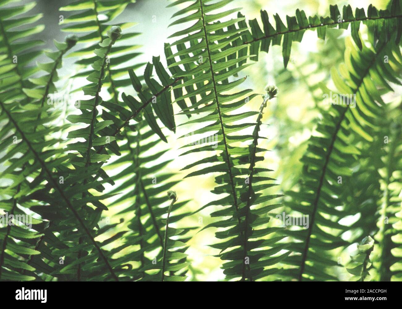 Ferns. Unidentified ferns. Ferns are primitive plants which reproduce ...