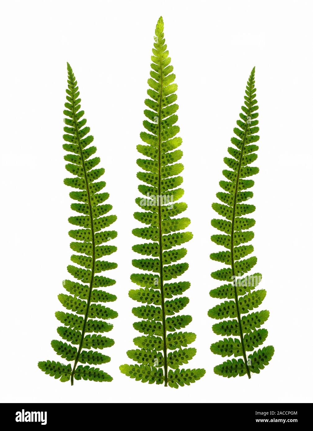 Fern leaves. Ferns are primitive pteridophyte plants that reproduce ...