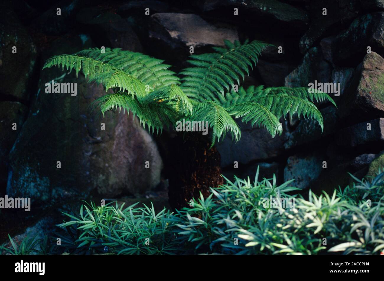 Tasmanian tree fern (Dicksonia antarctica) growing in a shady recess ...