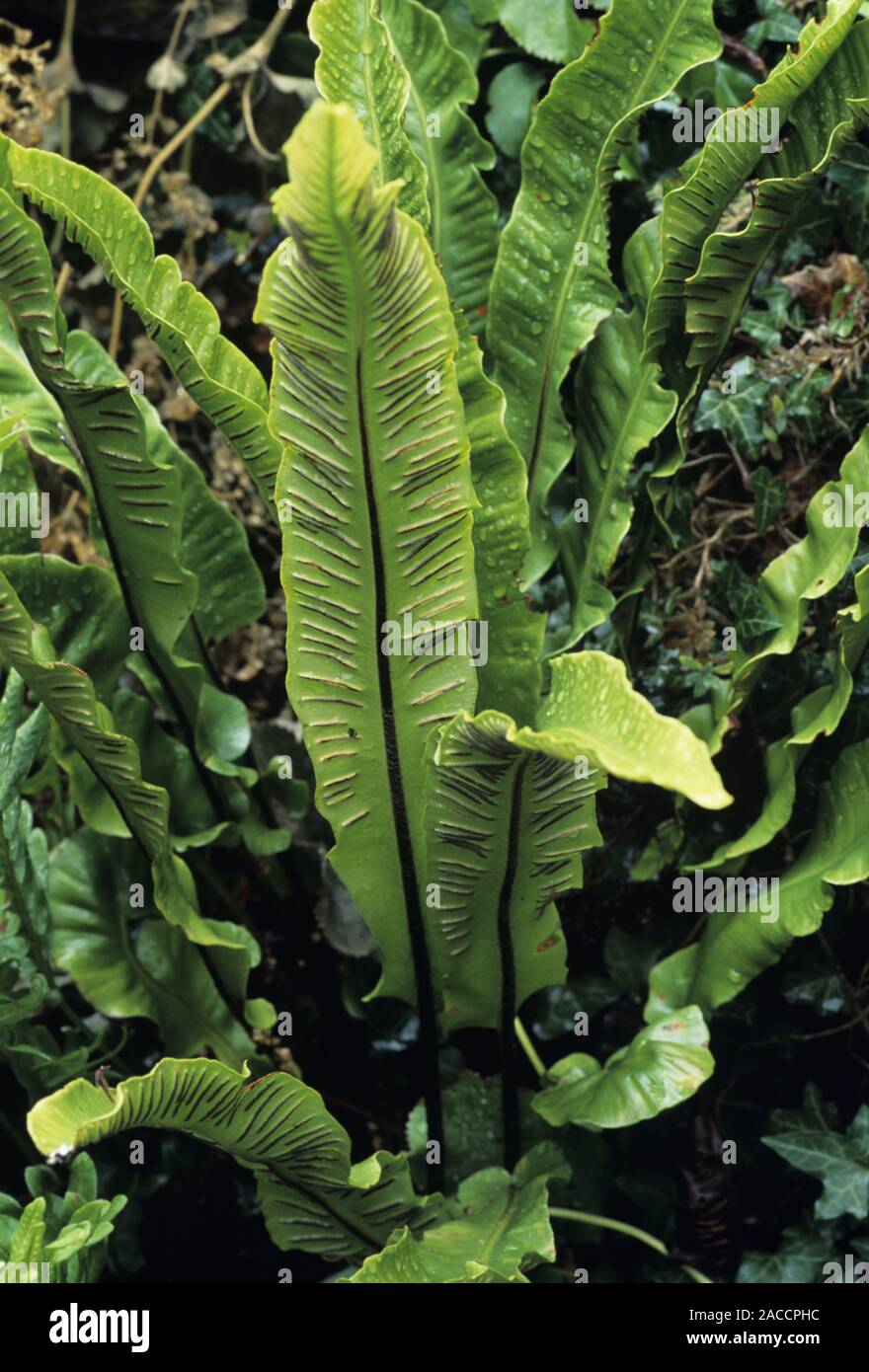 Hart's tongue fern (Phyllitis scolopendrium). This plant, which is ...
