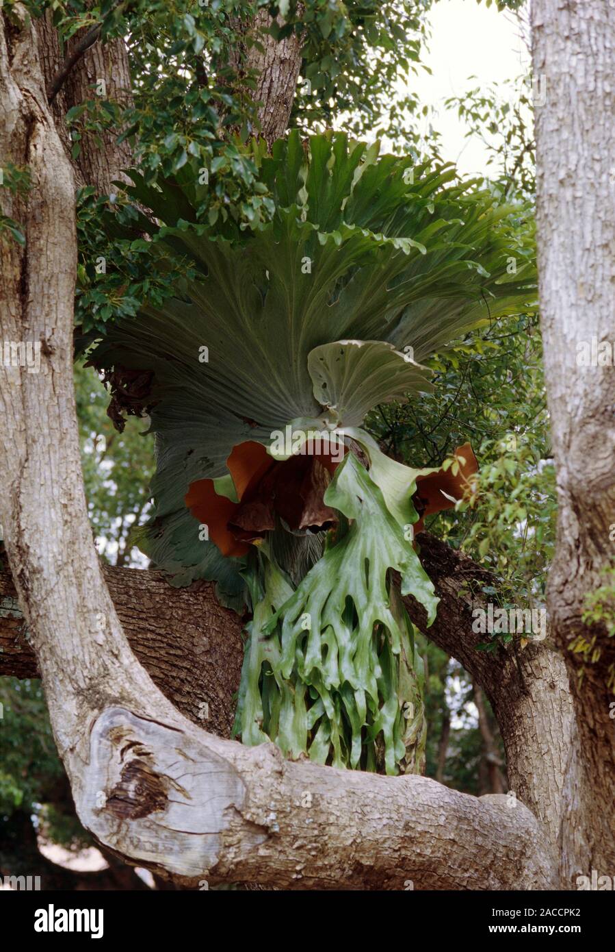 Platycerium superbum. Stag Horn Fern growing on a tree. Found in the ...