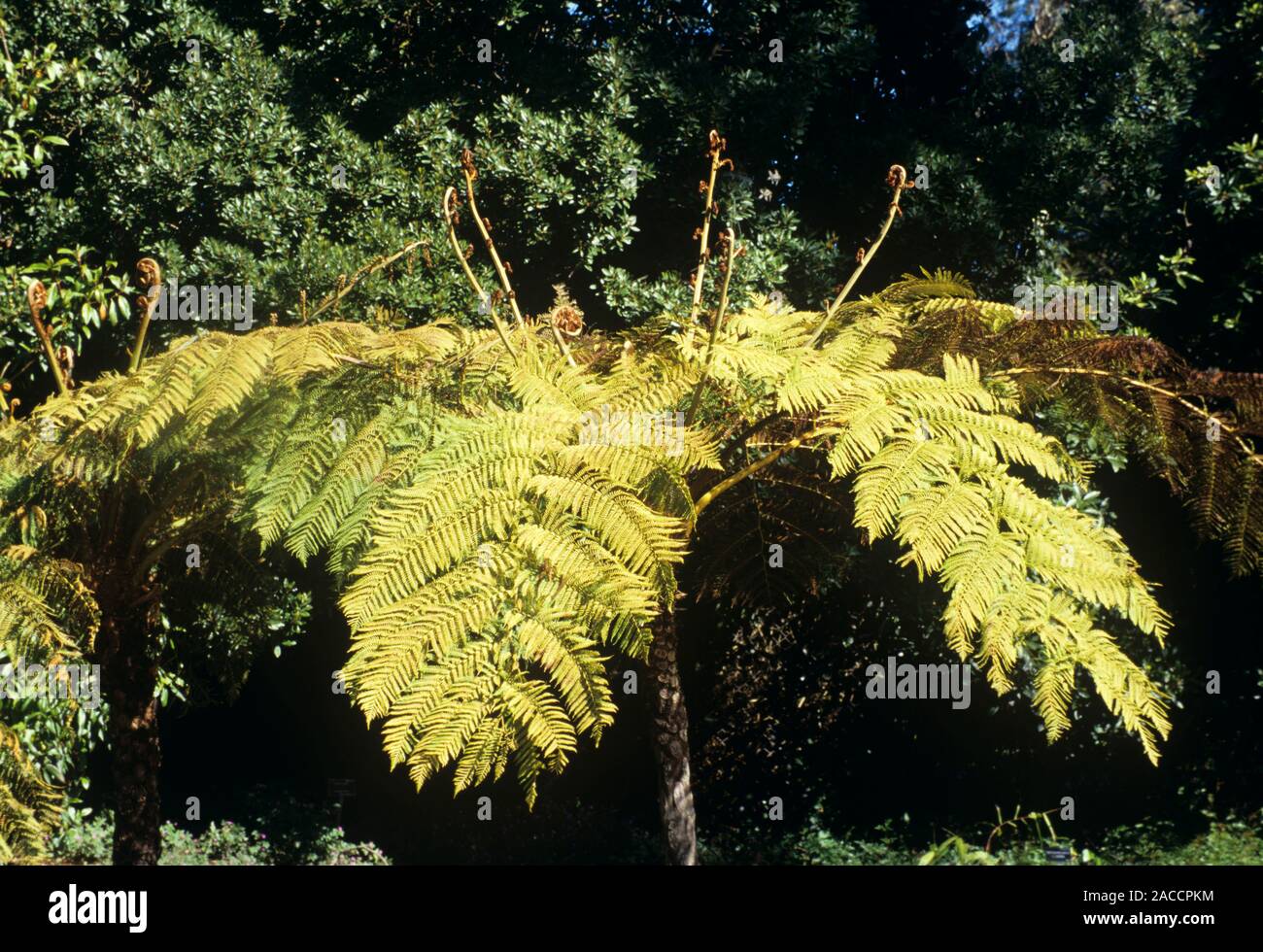 Australian tree fern (Sphaeropteris cooperi). Photographed at Strybing ...