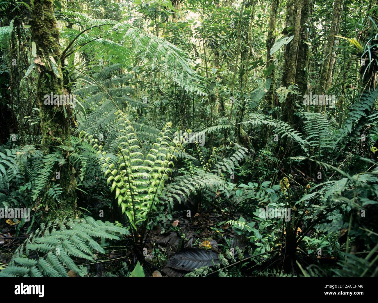 Ferns growing on the floor of a tropical rainforest. Photographed in ...