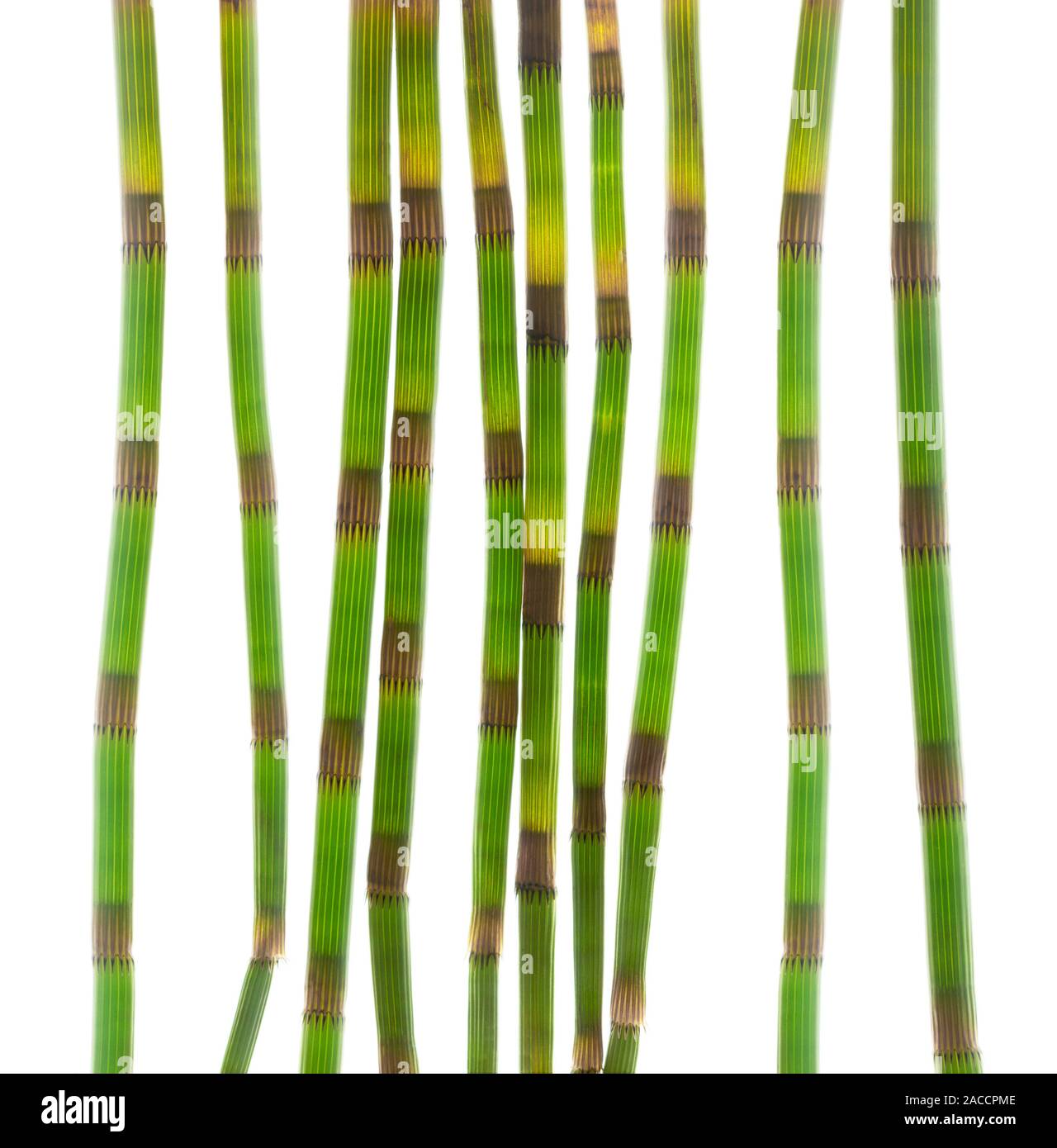 Horsetail, or snake grass, stems (Equisetum sp Stock Photo - Alamy