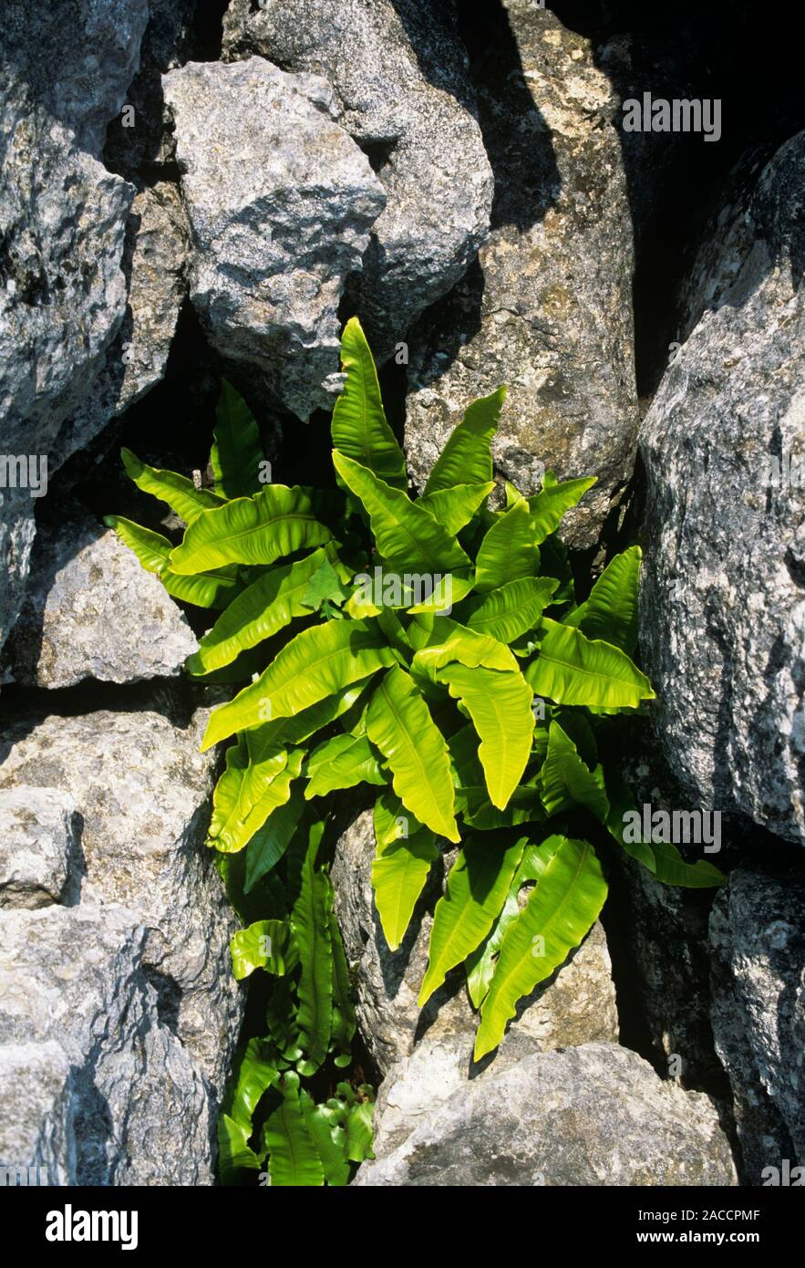 Hart's tongue fern (Phyllitis scolopendrium). Photographed in Yorkshire ...